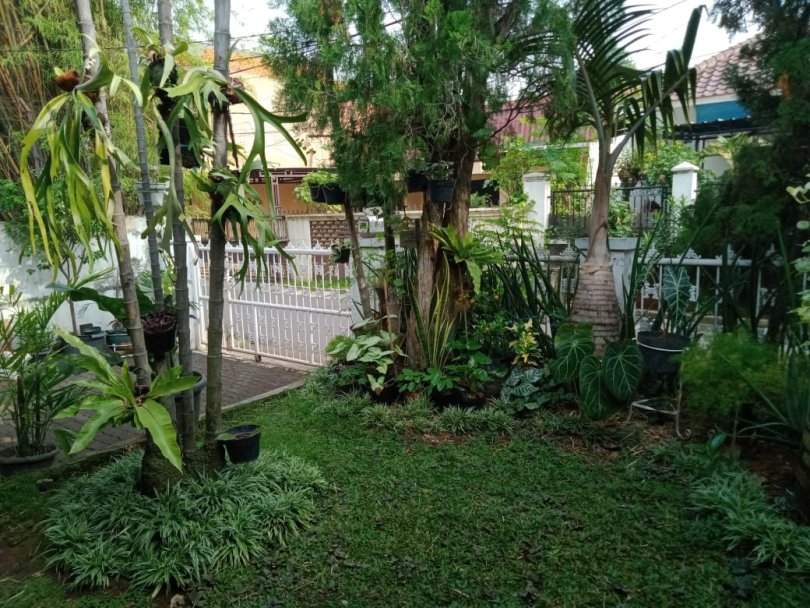 bunga lily - Kost Jakarta Utara